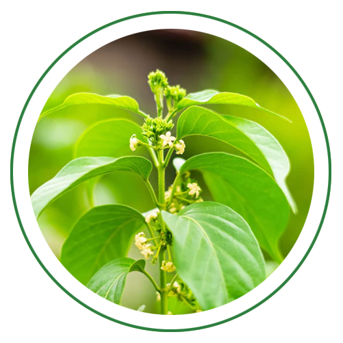 Buy Gurmar Products Online – Unlock Gurmar Benefits – Herbal Hills Wellness