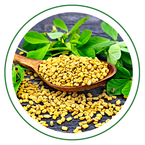 Methi – Herbal Hills Wellness